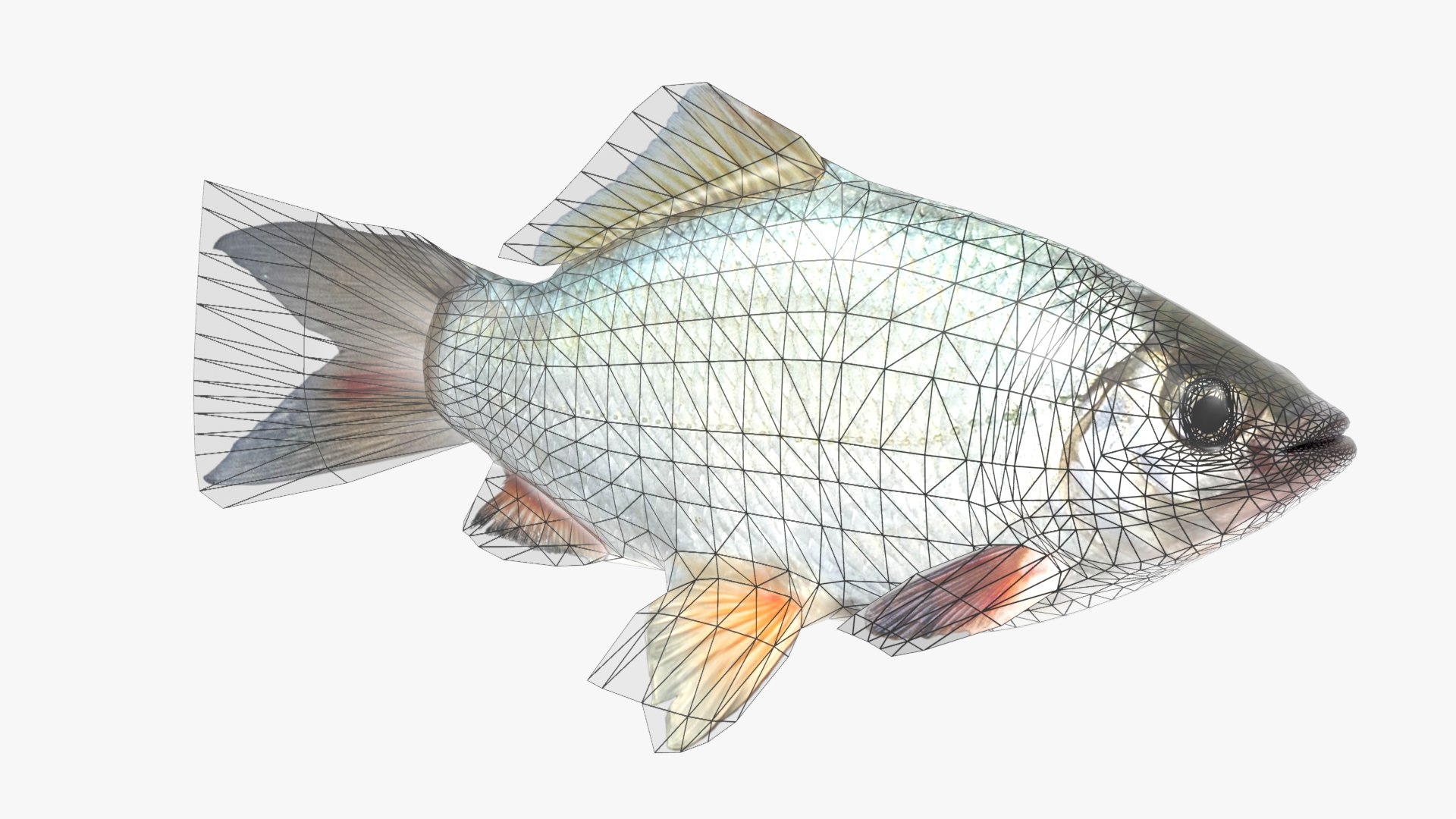 Fish River 3D - TurboSquid 1620030