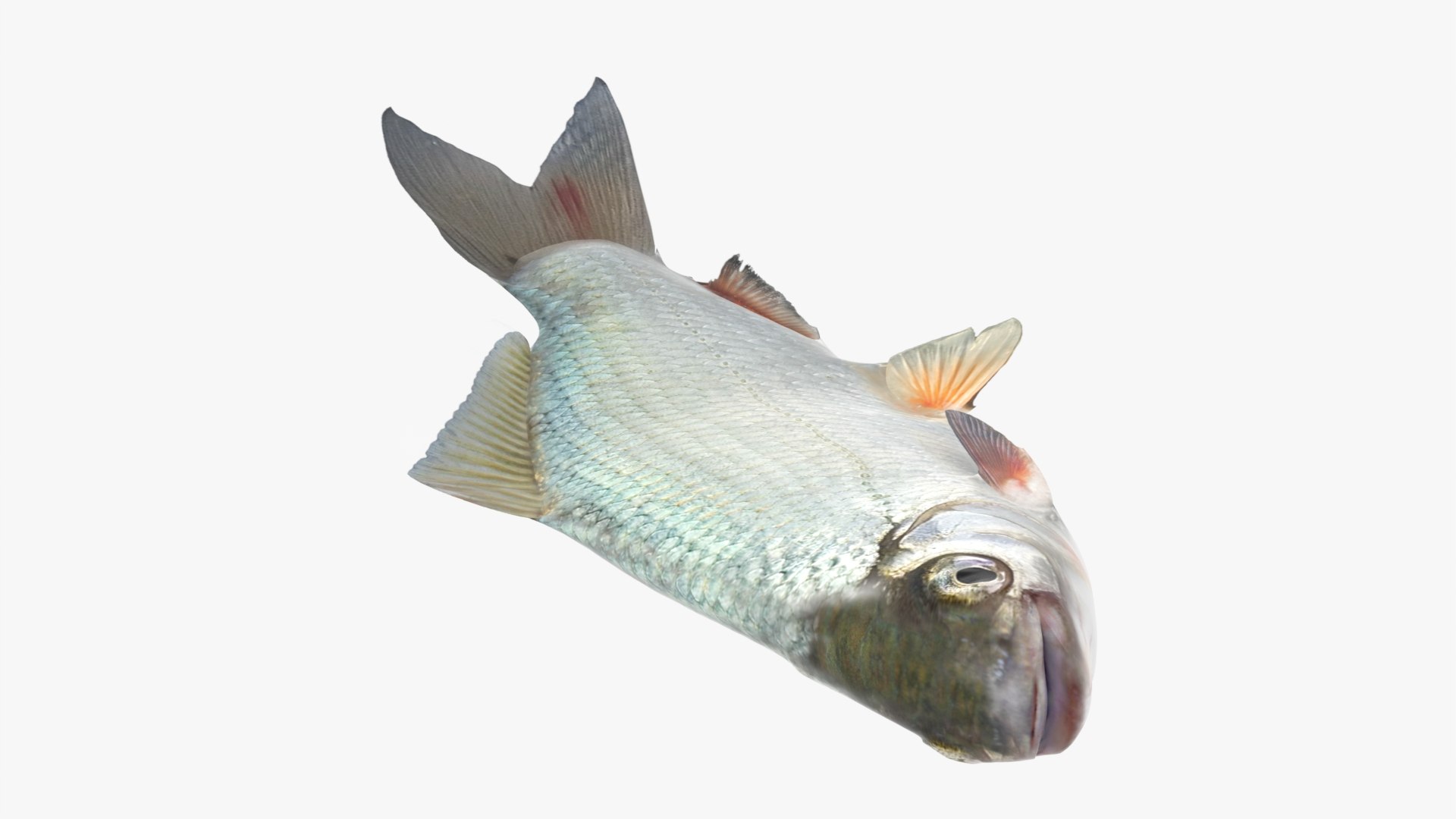 Fish River 3D - TurboSquid 1620030