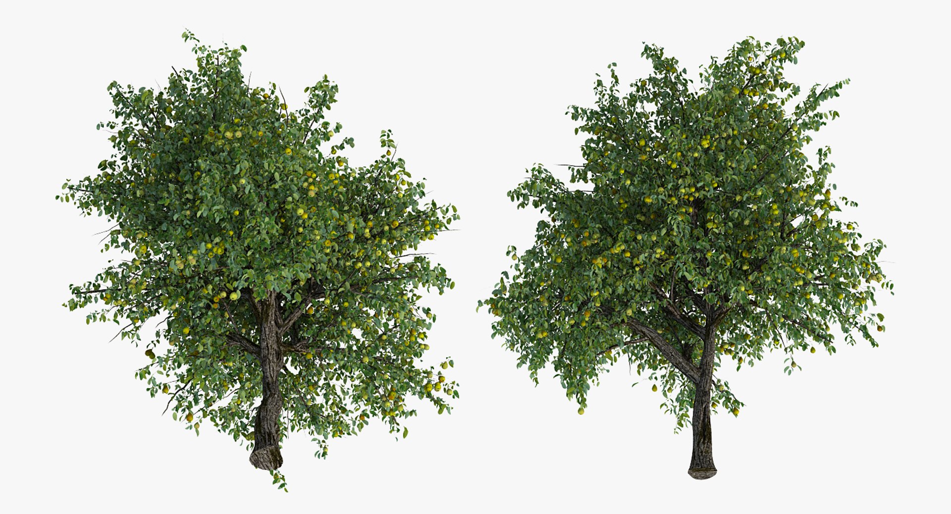 3D Pear Tree - TurboSquid 1432249