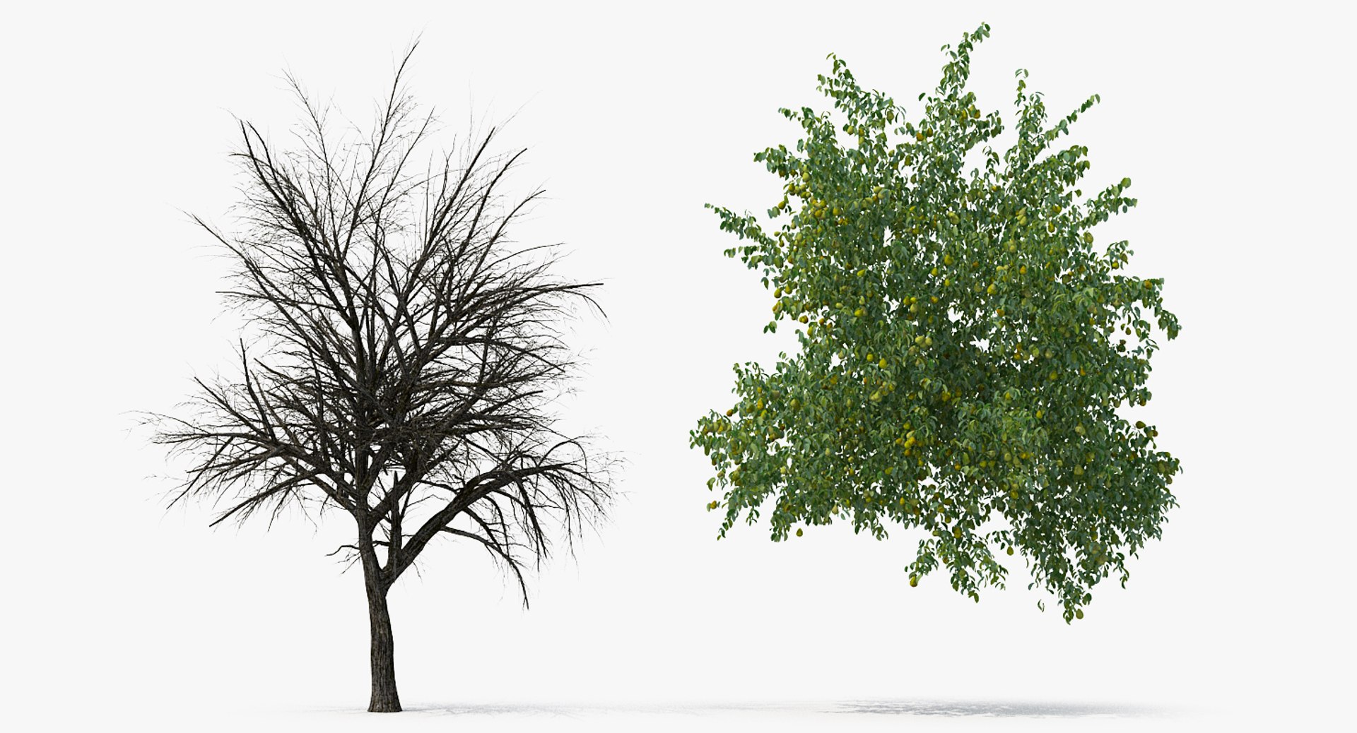 3D Pear Tree - TurboSquid 1432249