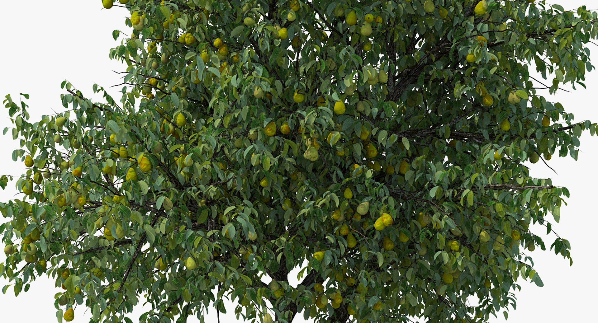 3D Pear Tree - TurboSquid 1432249