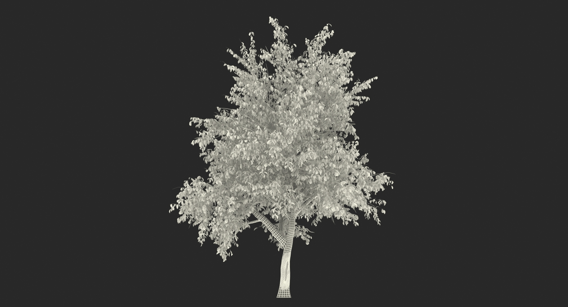 3D Pear Tree - TurboSquid 1432249