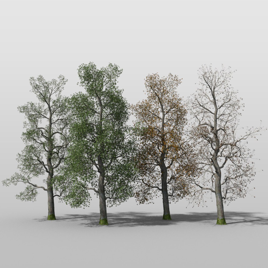 Poplar Tree Gnarly 3d C4d