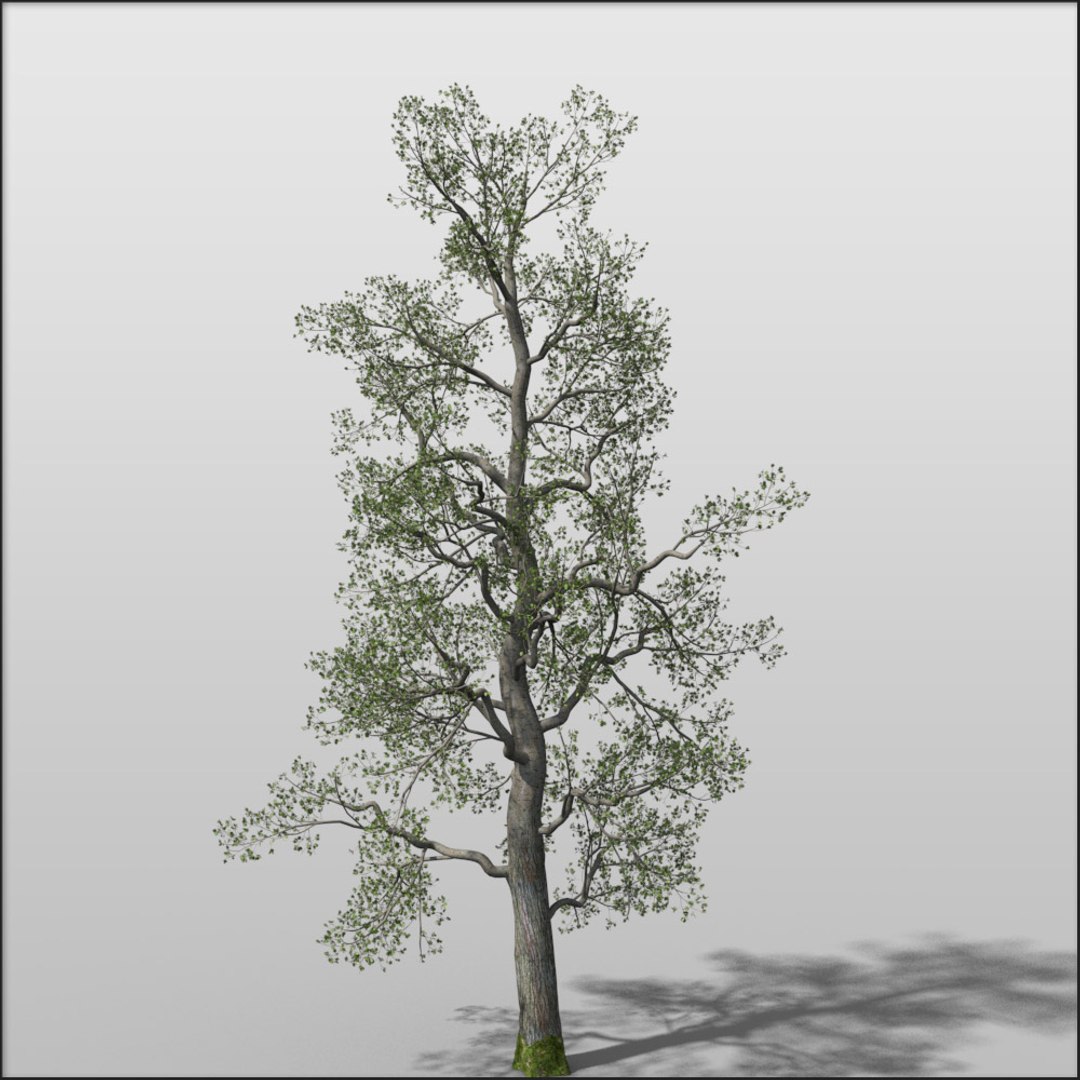 Poplar Tree Gnarly 3d C4d