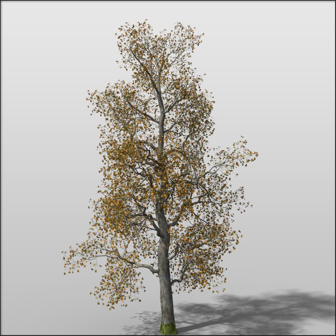 Poplar Tree Gnarly 3d C4d