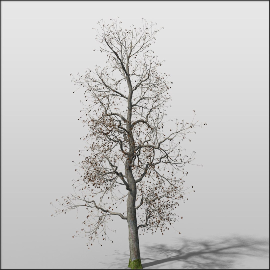 Poplar Tree Gnarly 3d C4d
