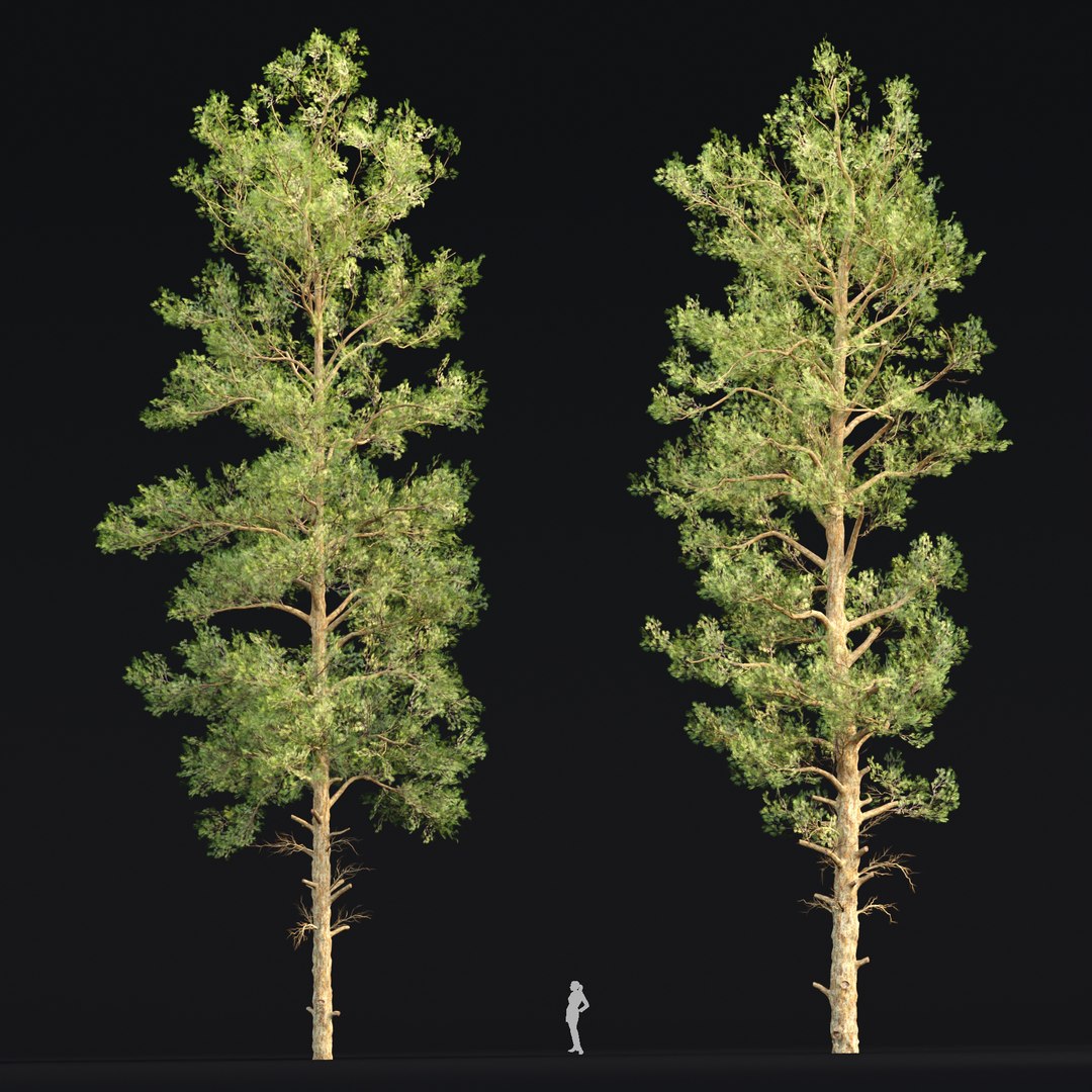 3D Realistic Conifer Trees Vol 287-3dsmax-Blender Model - TurboSquid ...