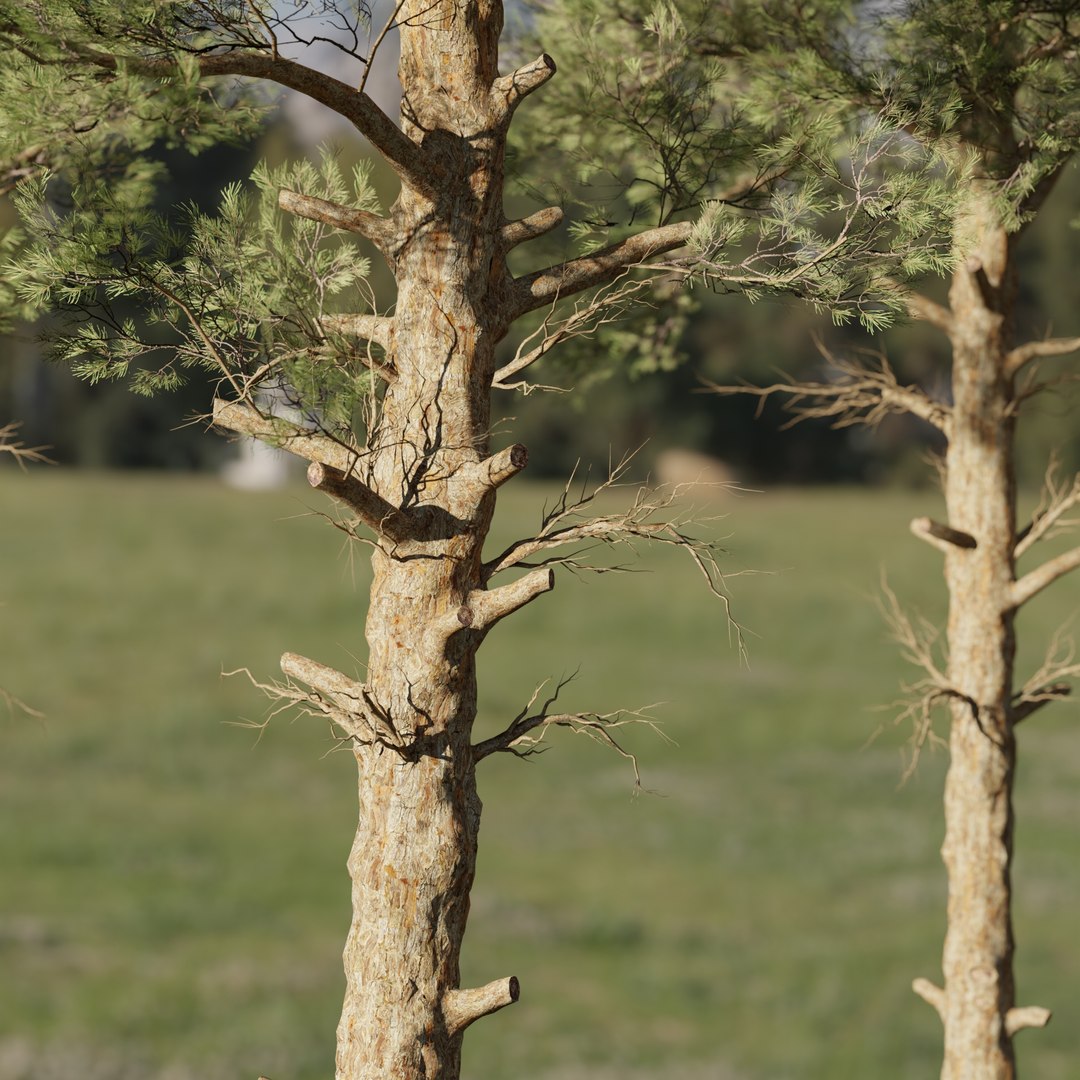 3D Realistic Conifer Trees Vol 287-3dsmax-Blender Model - TurboSquid ...