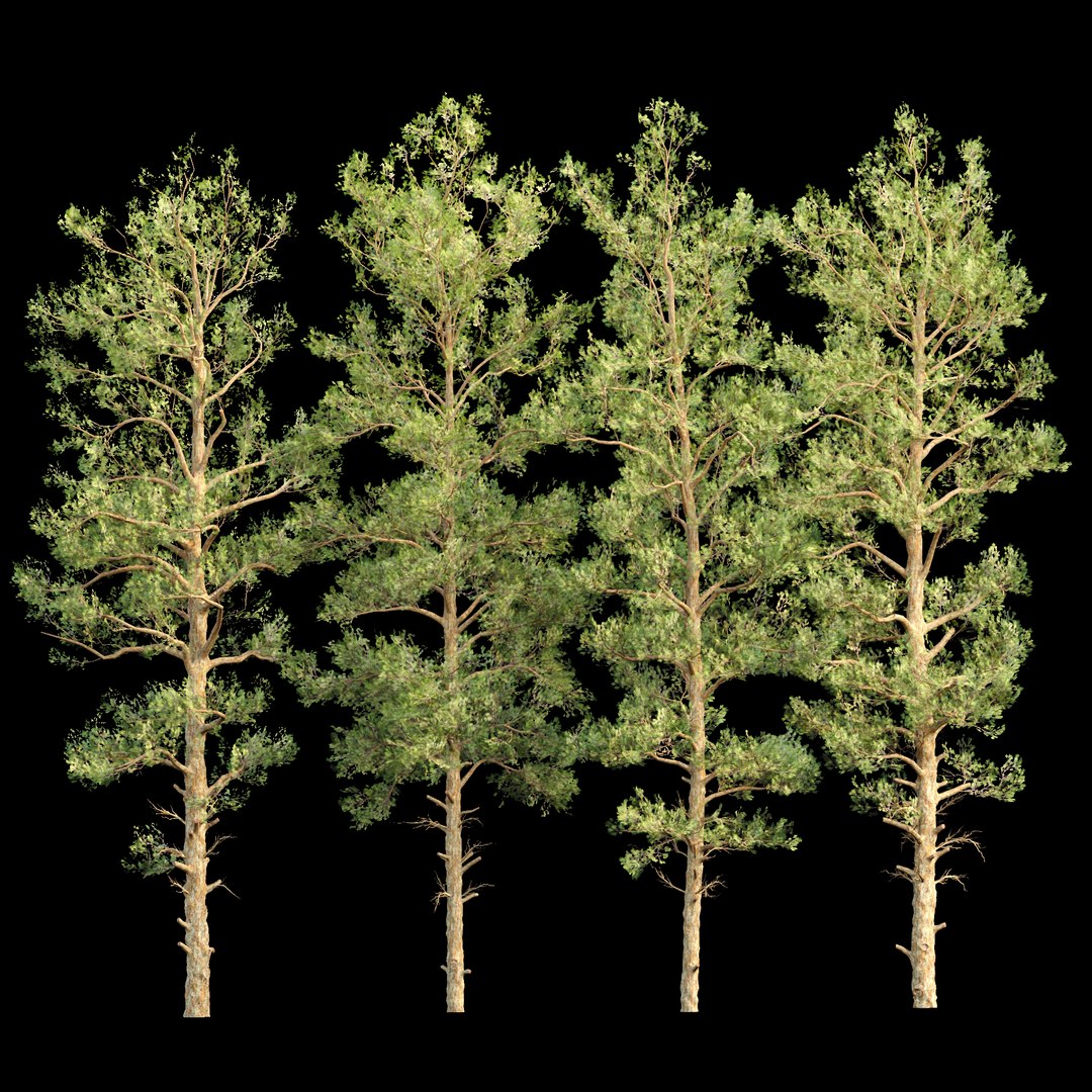 3D Realistic Conifer Trees Vol 287-3dsmax-Blender Model - TurboSquid ...