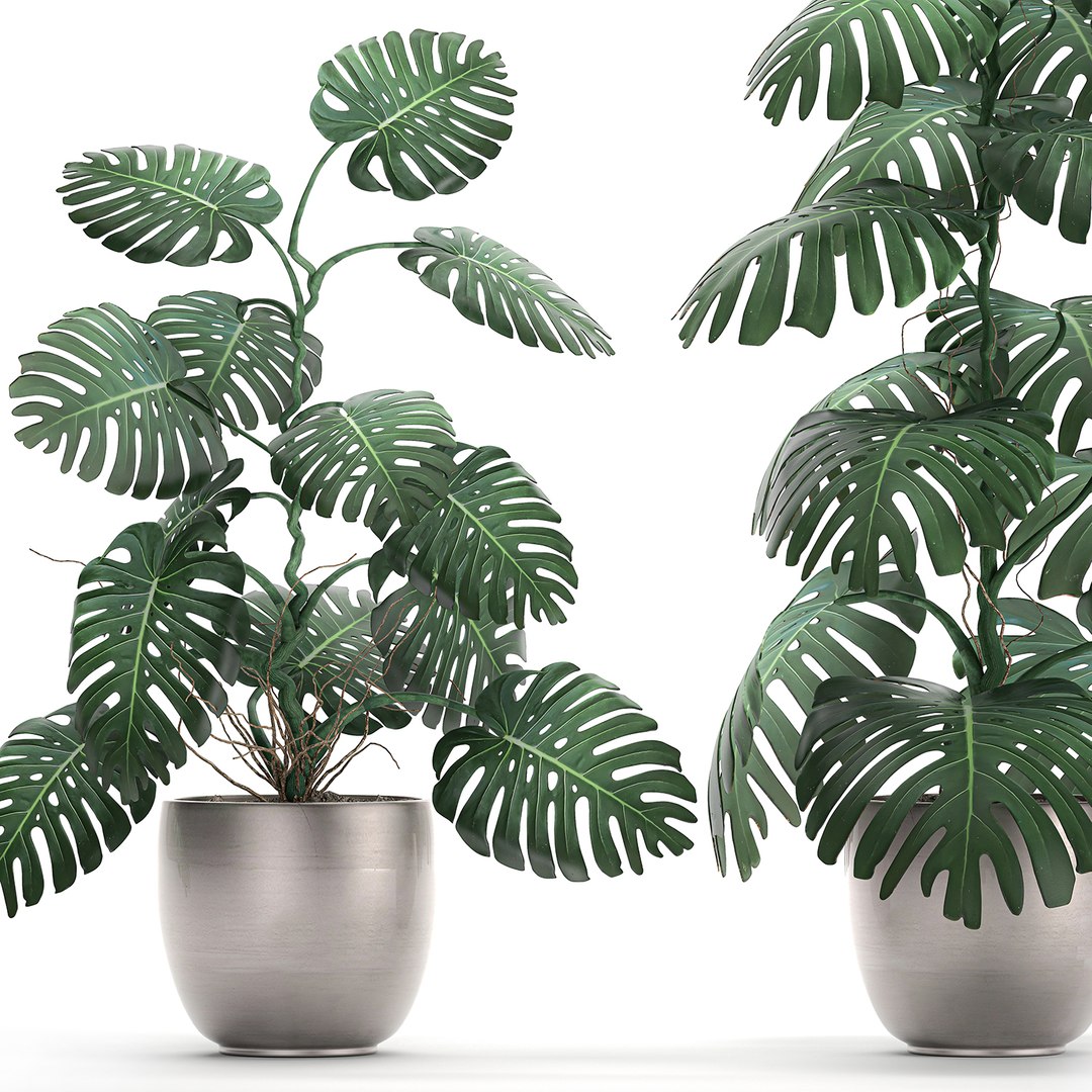 Monstera Interior Model - TurboSquid 1618133