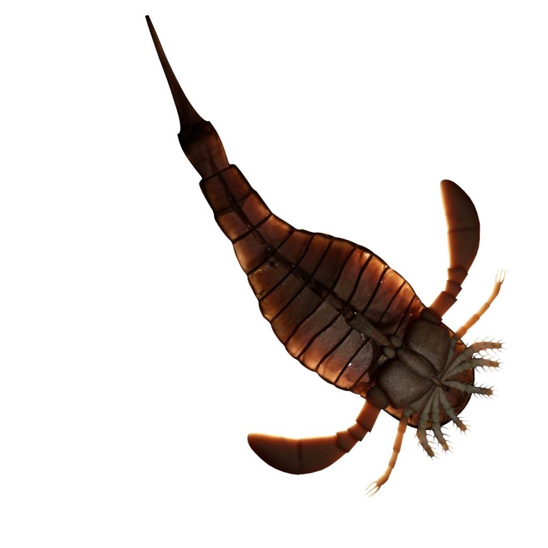 Eurypterid 3d Model