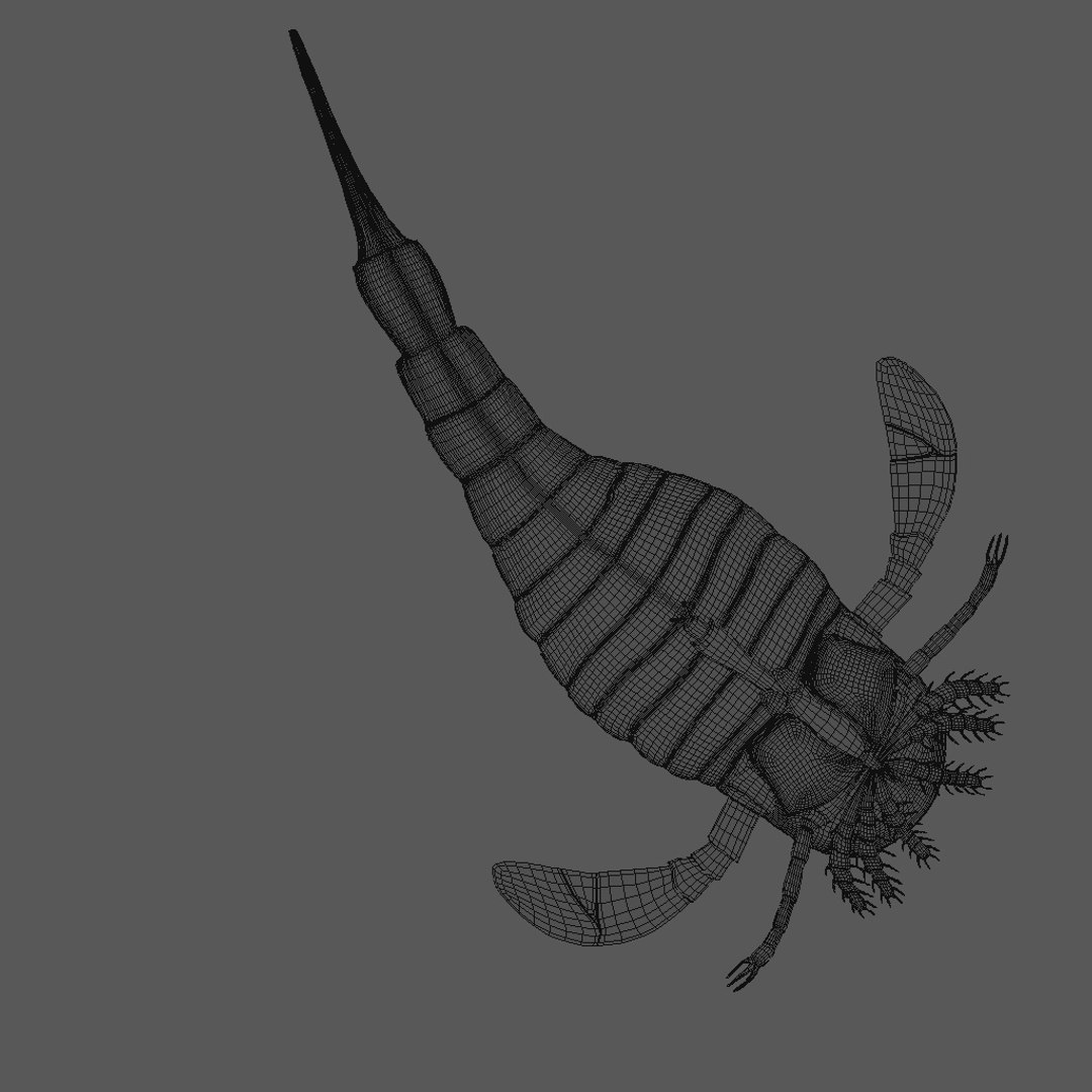 Eurypterid 3d Model