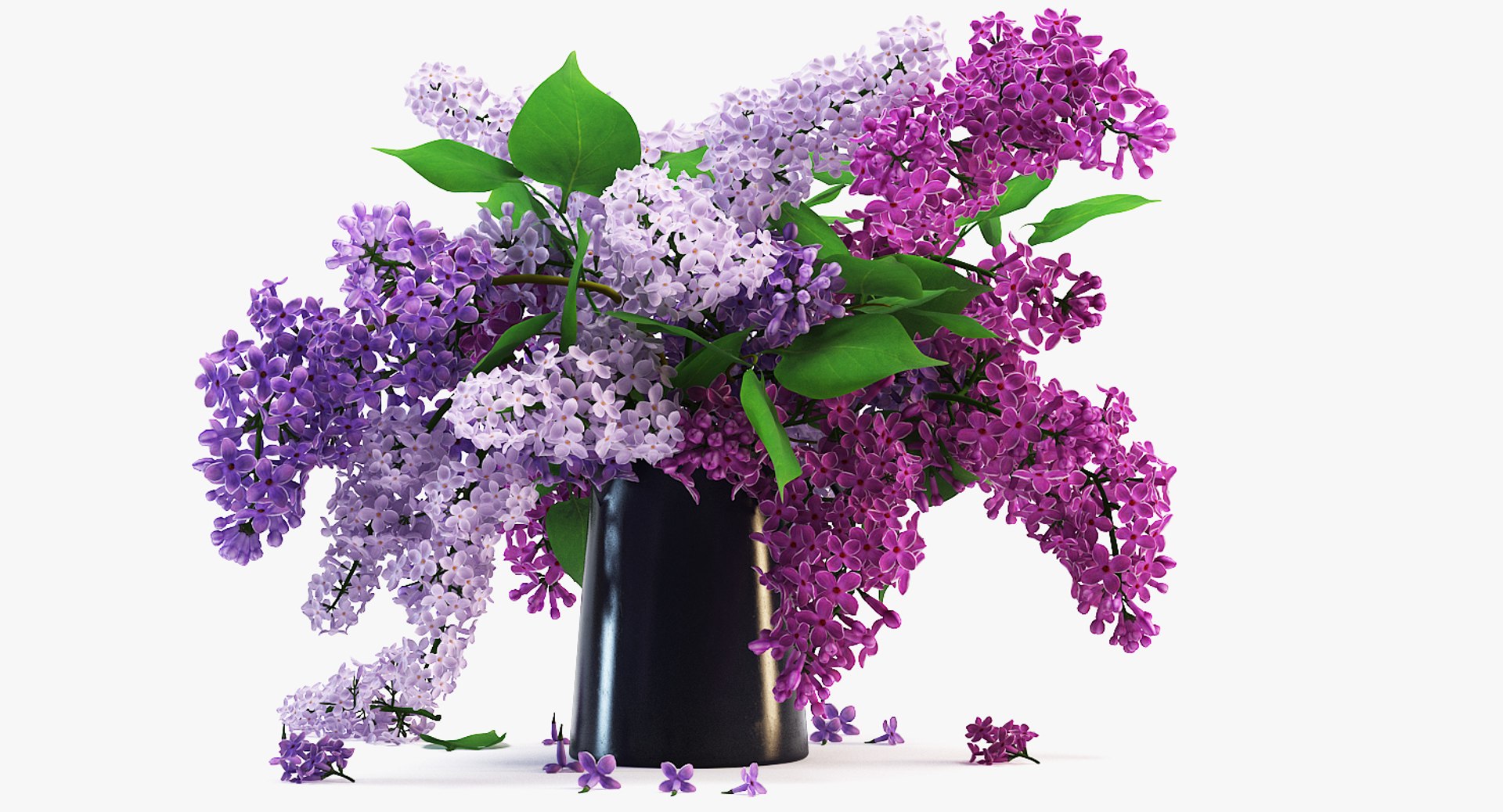 Lilac Plant Flower 3d Model