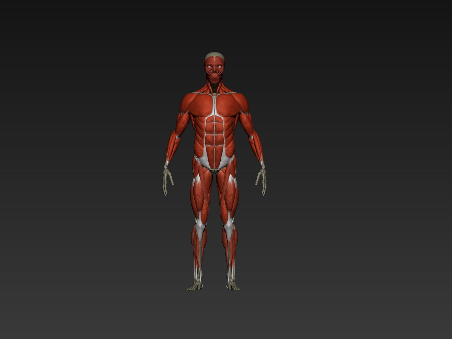 Muscles Zbrush Model - TurboSquid 1351823