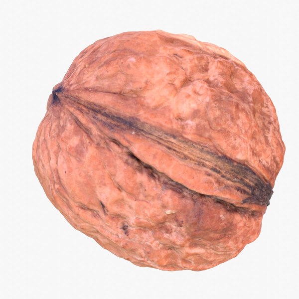Walnut fruit 01 high-poly 3D model model - TurboSquid 1827679