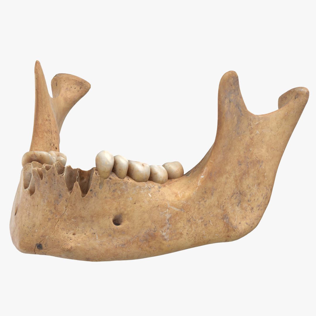 2 Human Jawbones 3D Model - TurboSquid 1499063