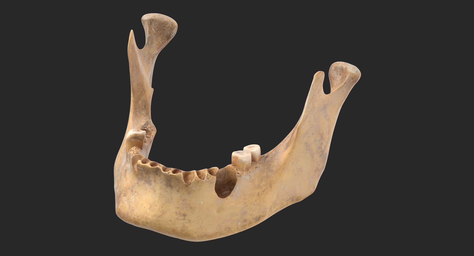 2 Human Jawbones 3D Model - TurboSquid 1499063