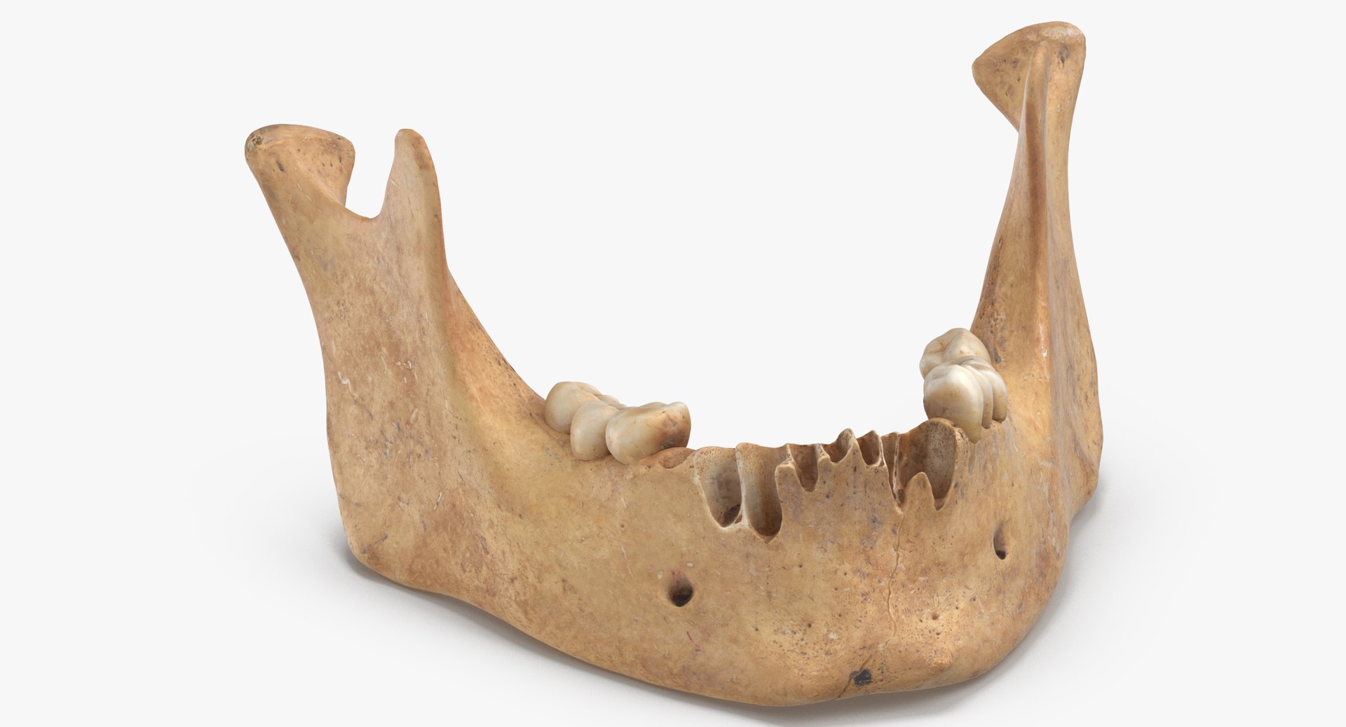 2 Human Jawbones 3D Model - TurboSquid 1499063