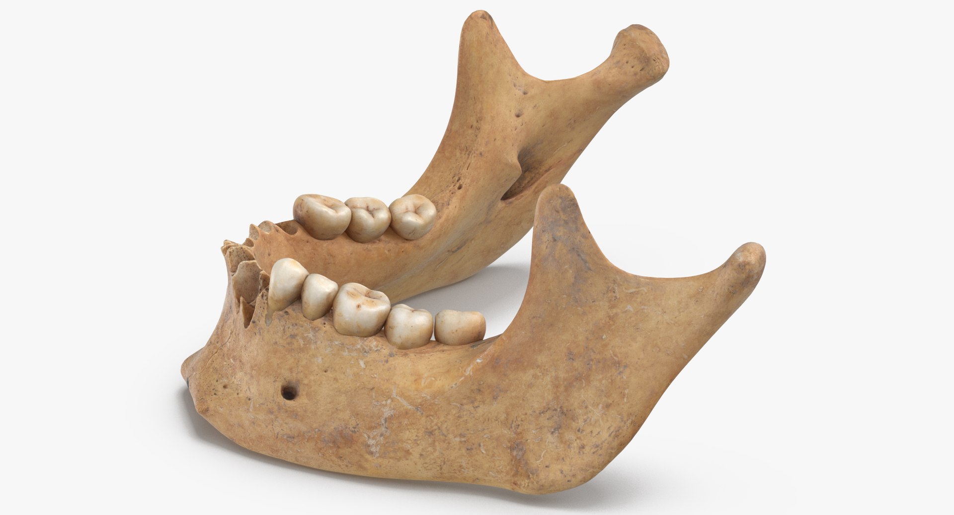 2 Human Jawbones 3D Model - TurboSquid 1499063
