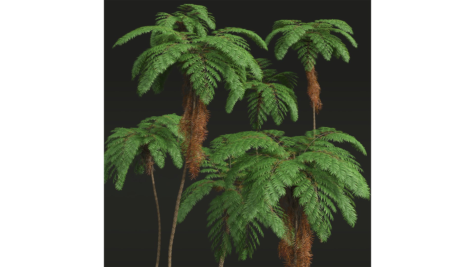 New Plant High detail Sphaeropteris Lepifera02 model - TurboSquid 2155520