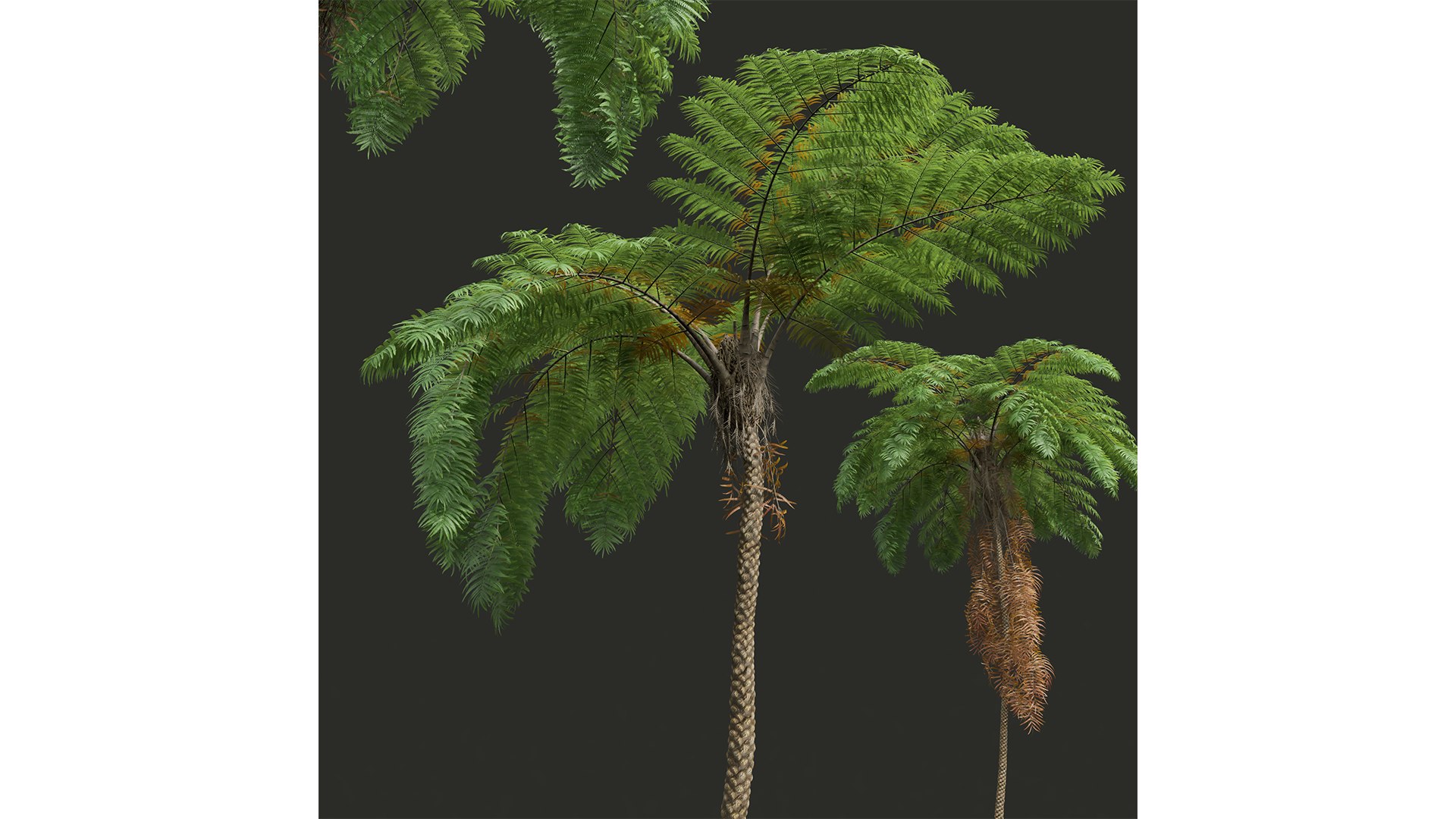 New Plant High detail Sphaeropteris Lepifera02 model - TurboSquid 2155520