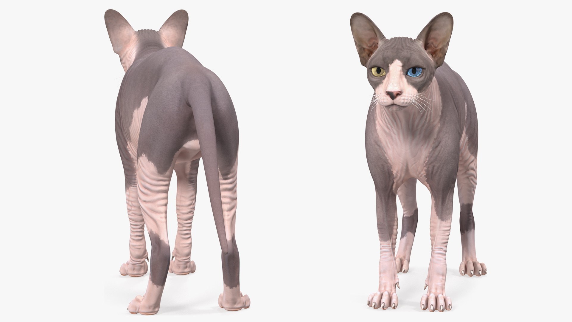 Sphynx cat heterochromia 3D model - TurboSquid 1645958