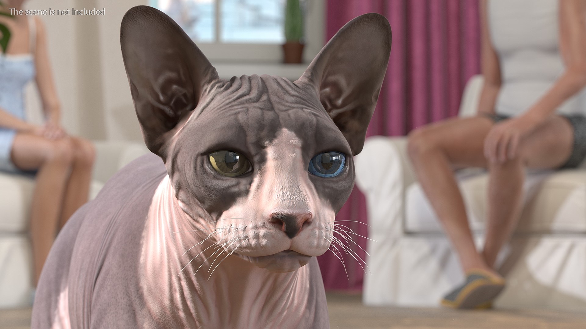 Sphynx cat heterochromia 3D model - TurboSquid 1645958