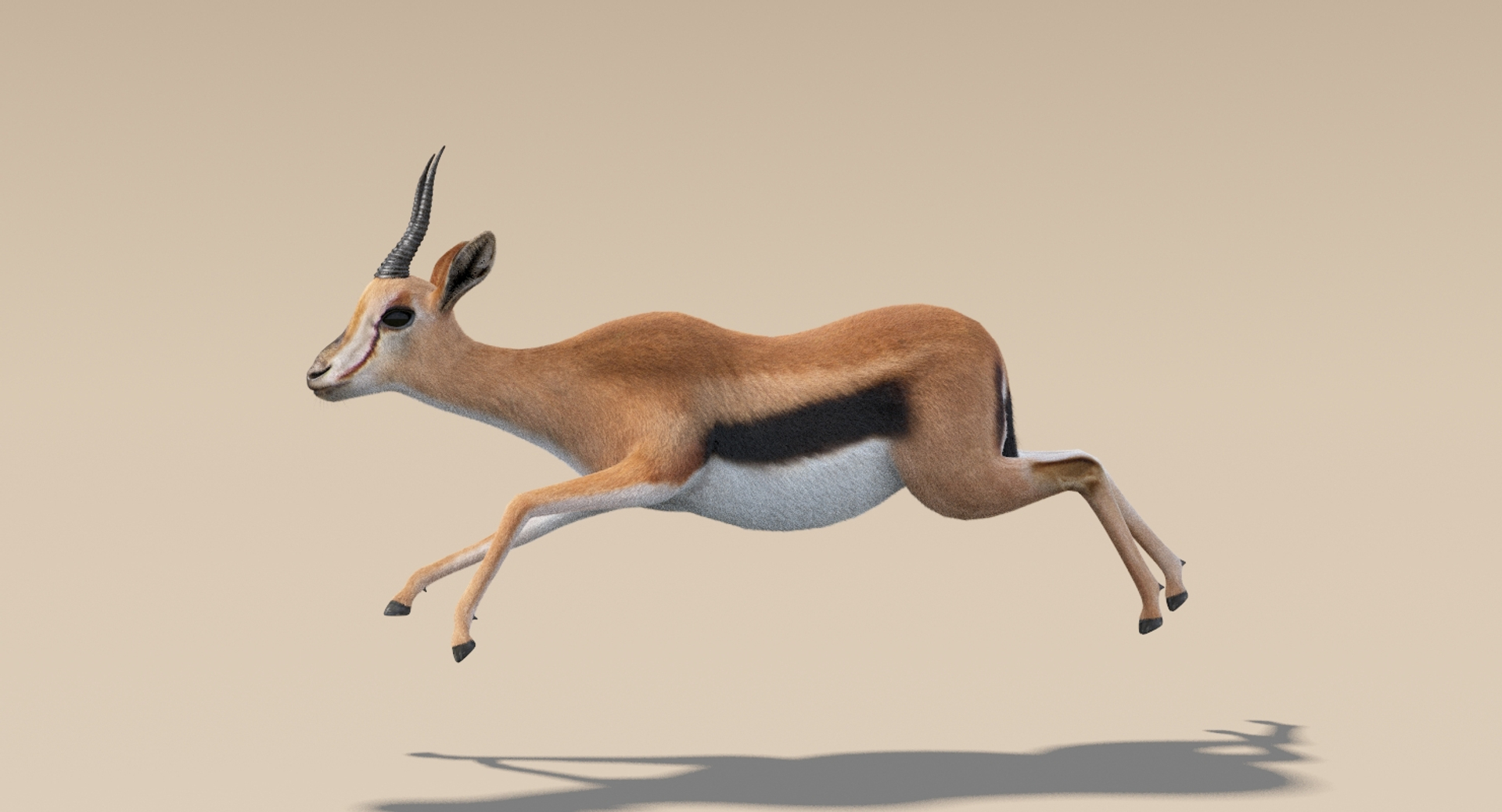 3D Gazelle Fur Animation Rig Model - TurboSquid 1247274