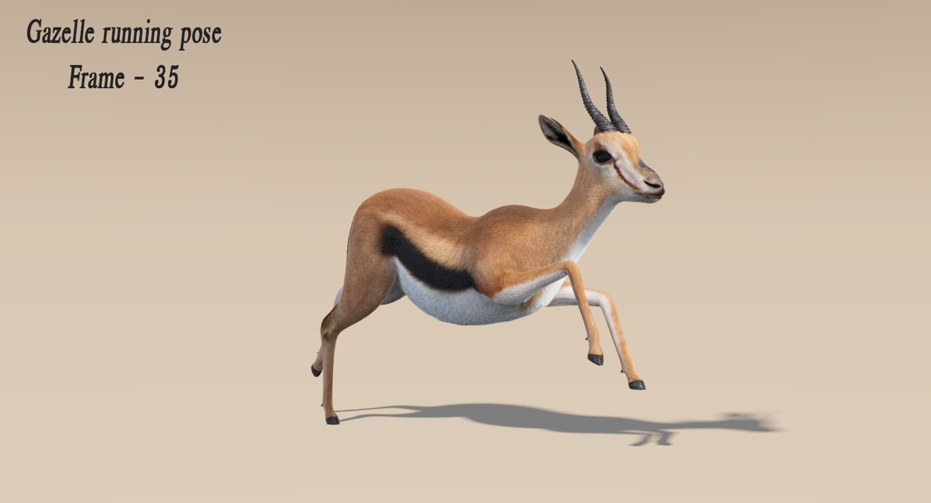 3D Gazelle Fur Animation Rig Model - TurboSquid 1247274