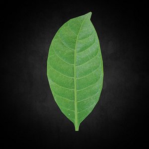 3D Low Poly Leaf 099 Model - TurboSquid 1852585