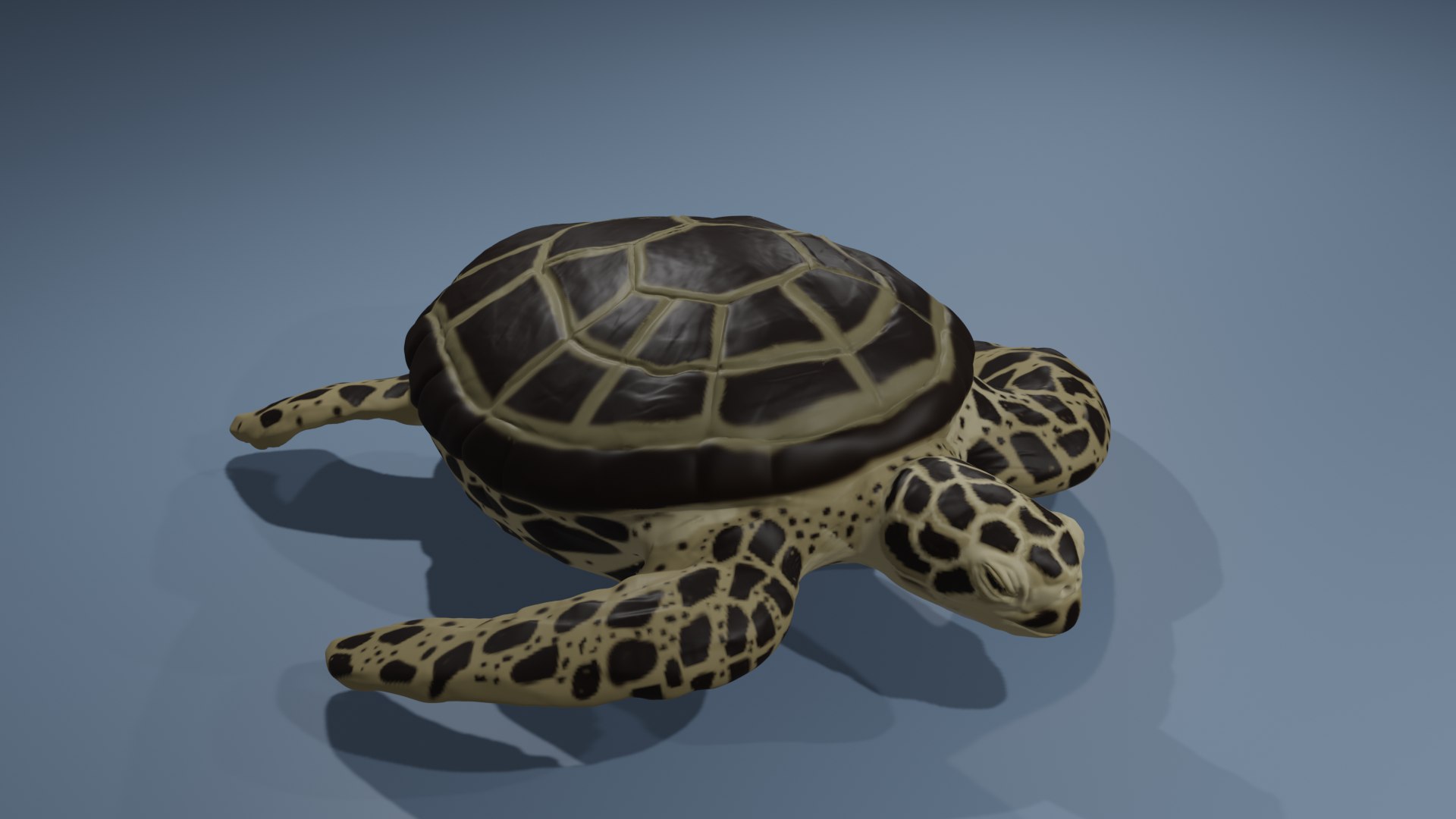3D Turtle high poly - TurboSquid 2089112