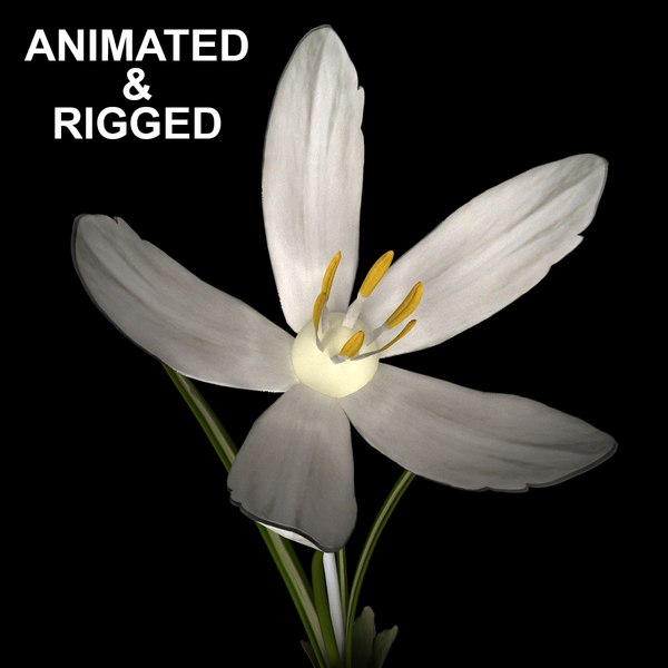 3D flowers open animation - TurboSquid 1579437