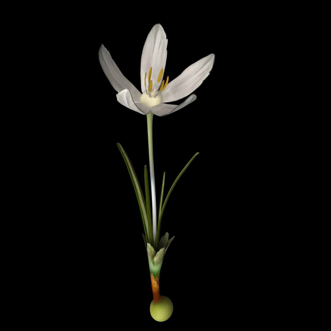 Flowers Open Animation Model - TurboSquid 1586623