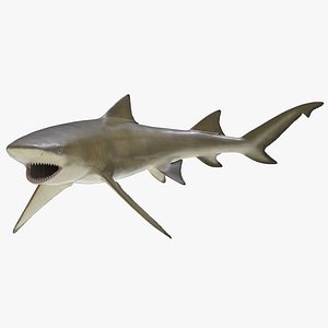 Lemon Shark 3D Models for Download | TurboSquid