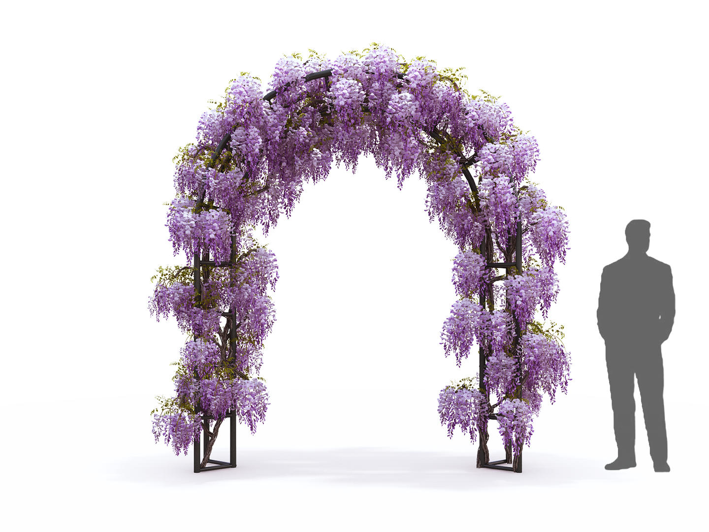 3d wisteria flowering