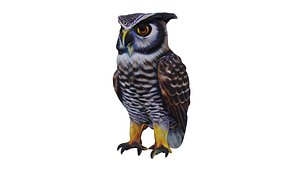 Screech Owl 3D Models for Download | TurboSquid