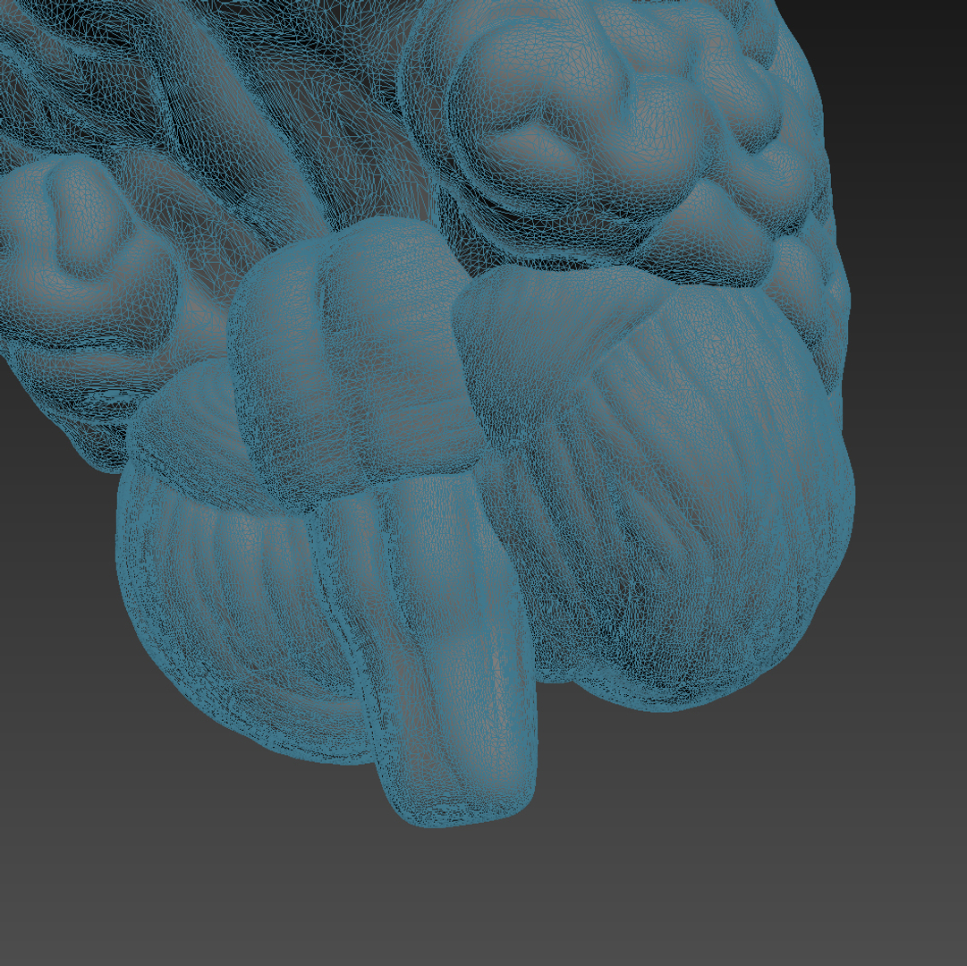 3d model human brain