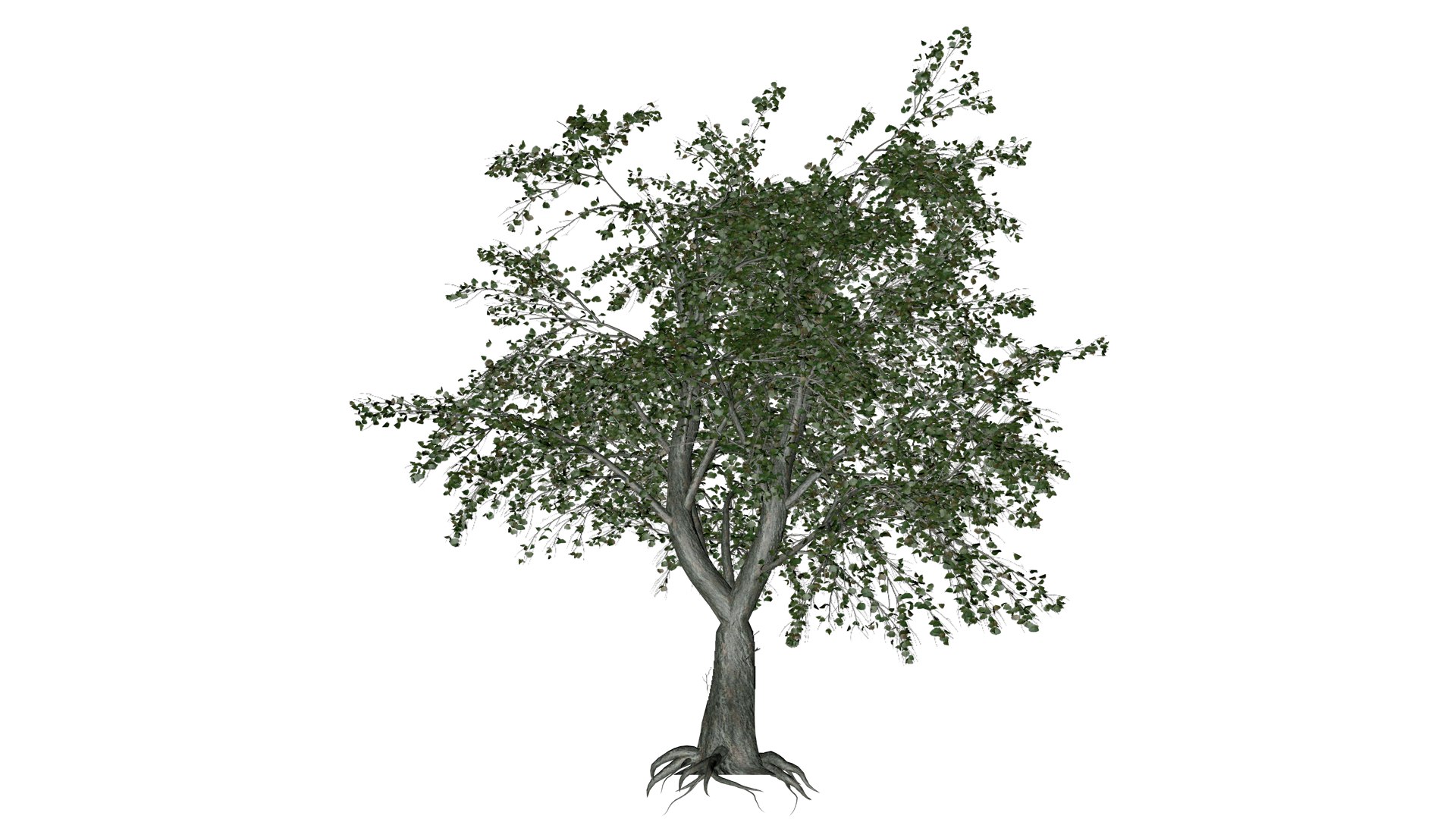 Katsura Tree - 07 - 3D Model - TurboSquid 2376732