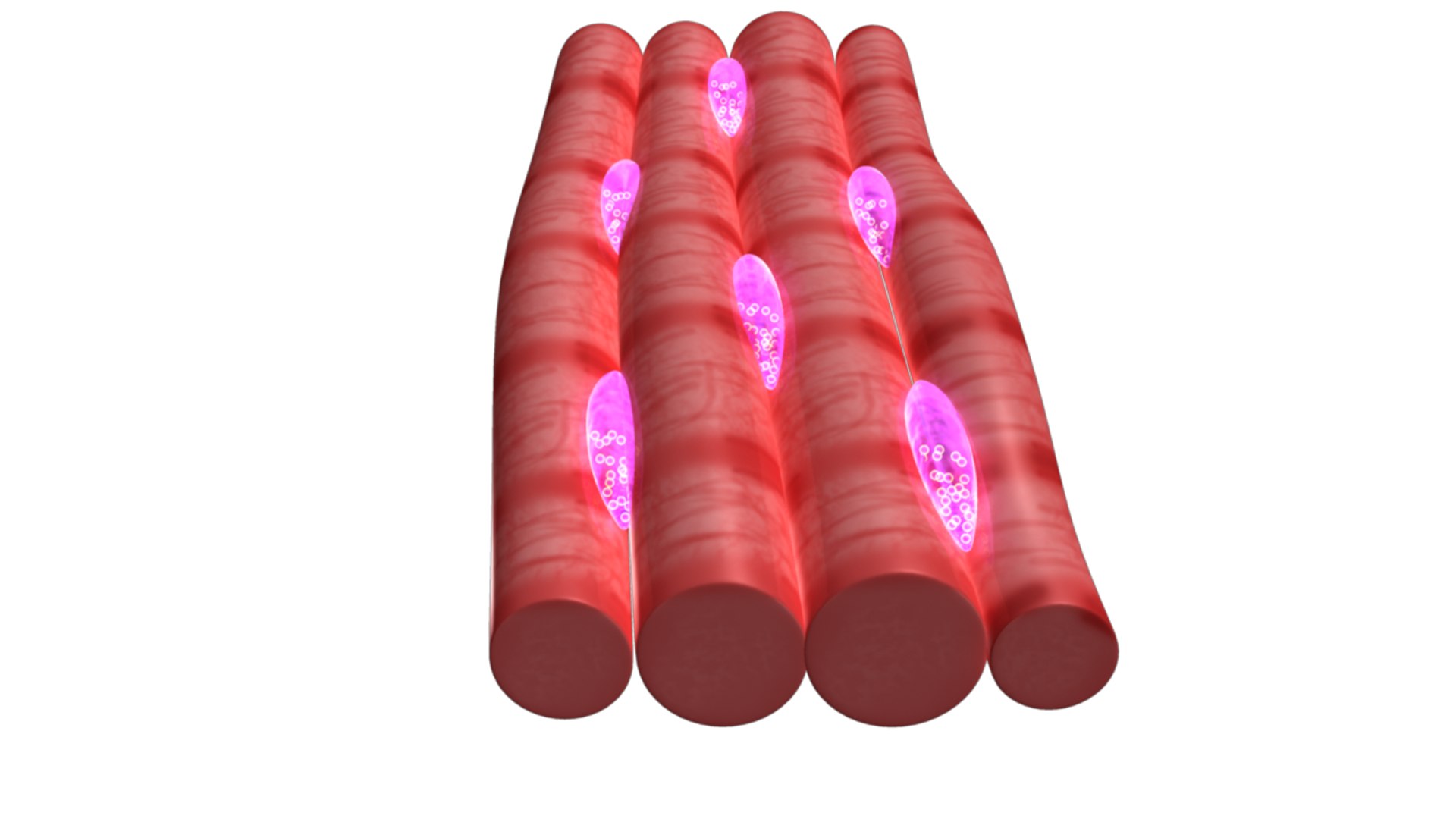 Muscle Tissue 3d Model