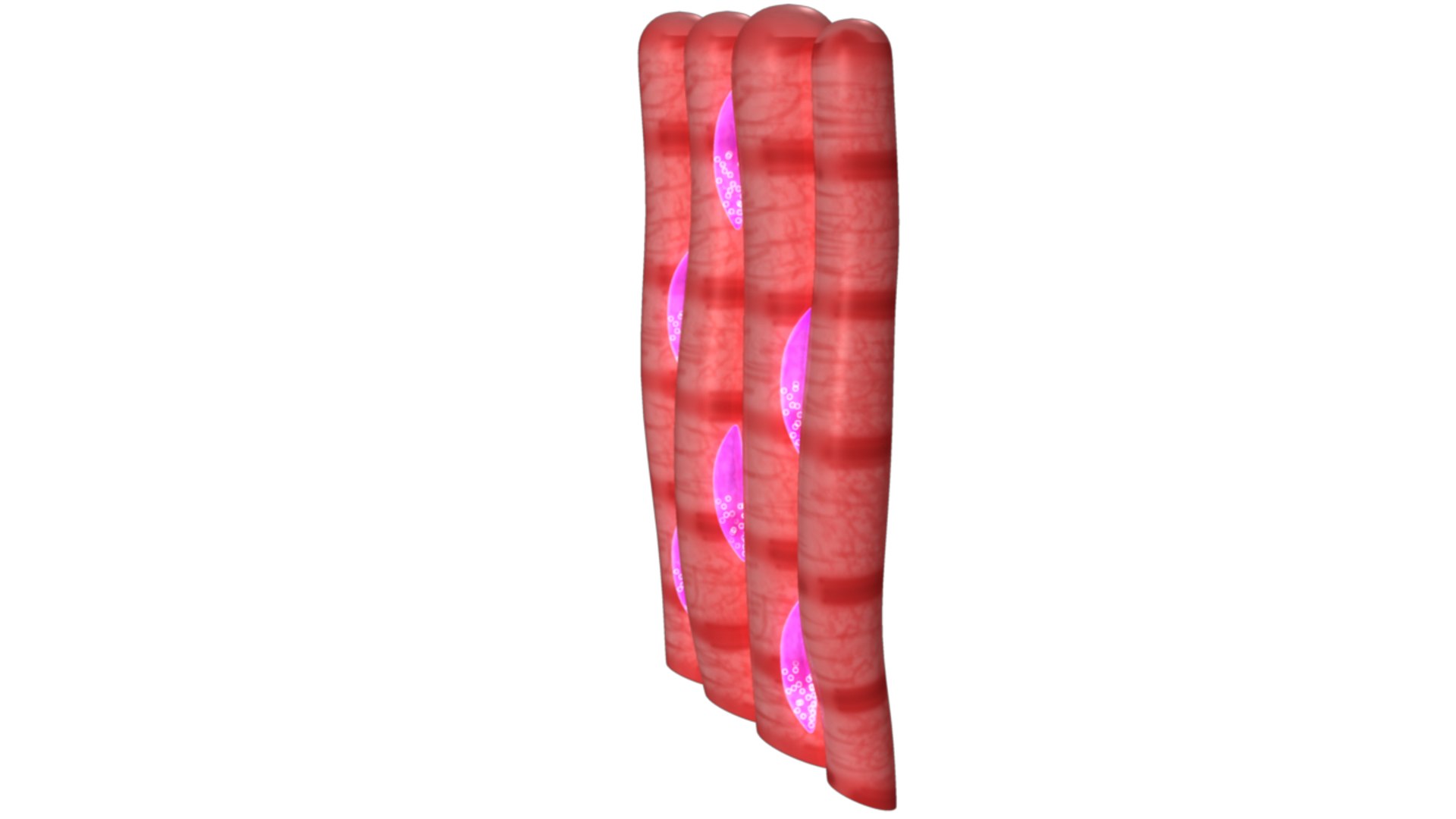 Muscle Tissue 3d Model