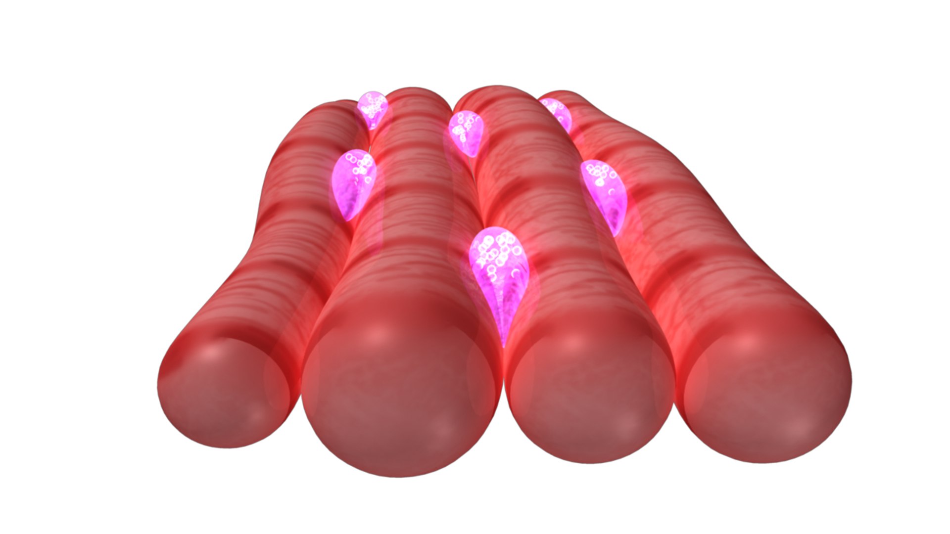 Muscle Tissue 3d Model