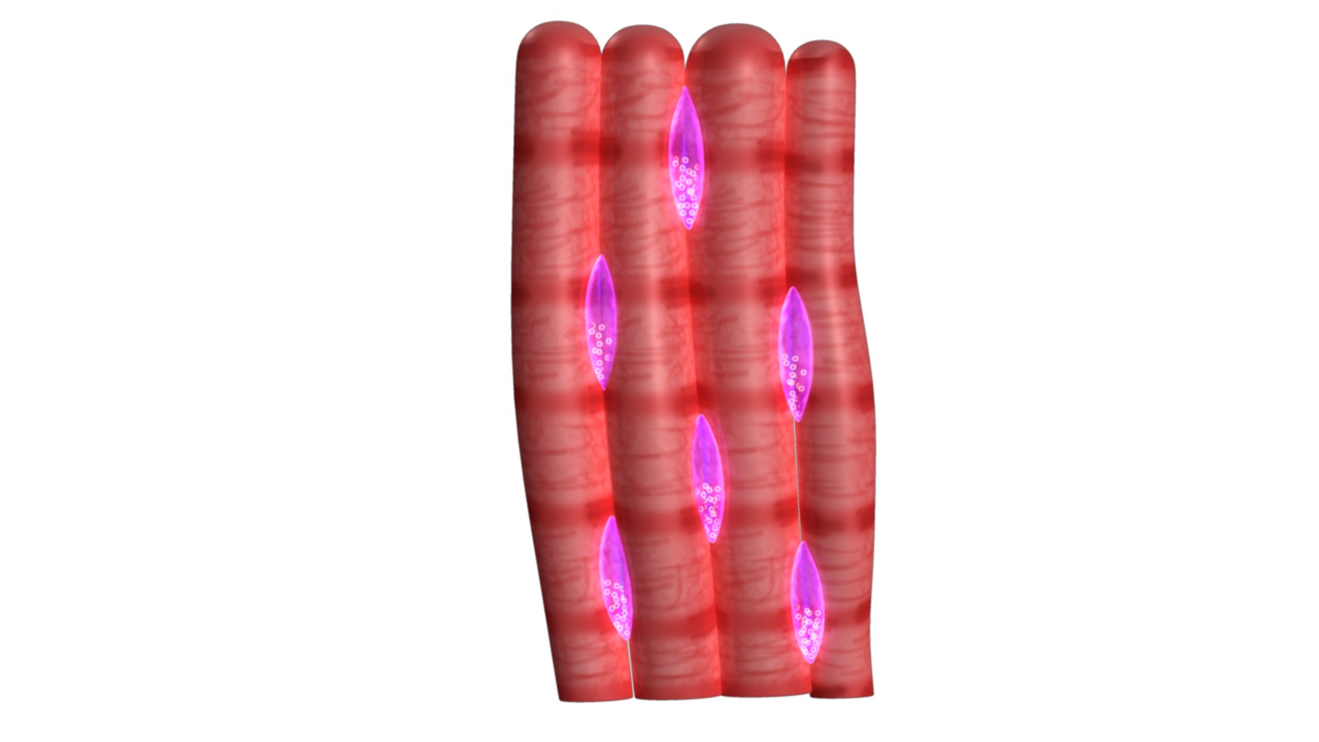 Muscle Tissue 3d Model