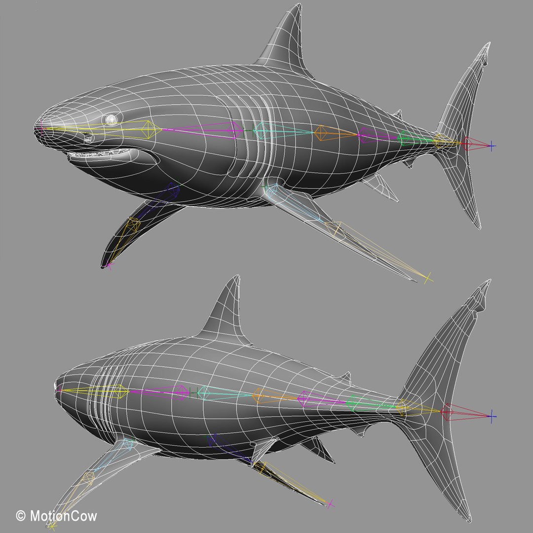 3d Model Great White
