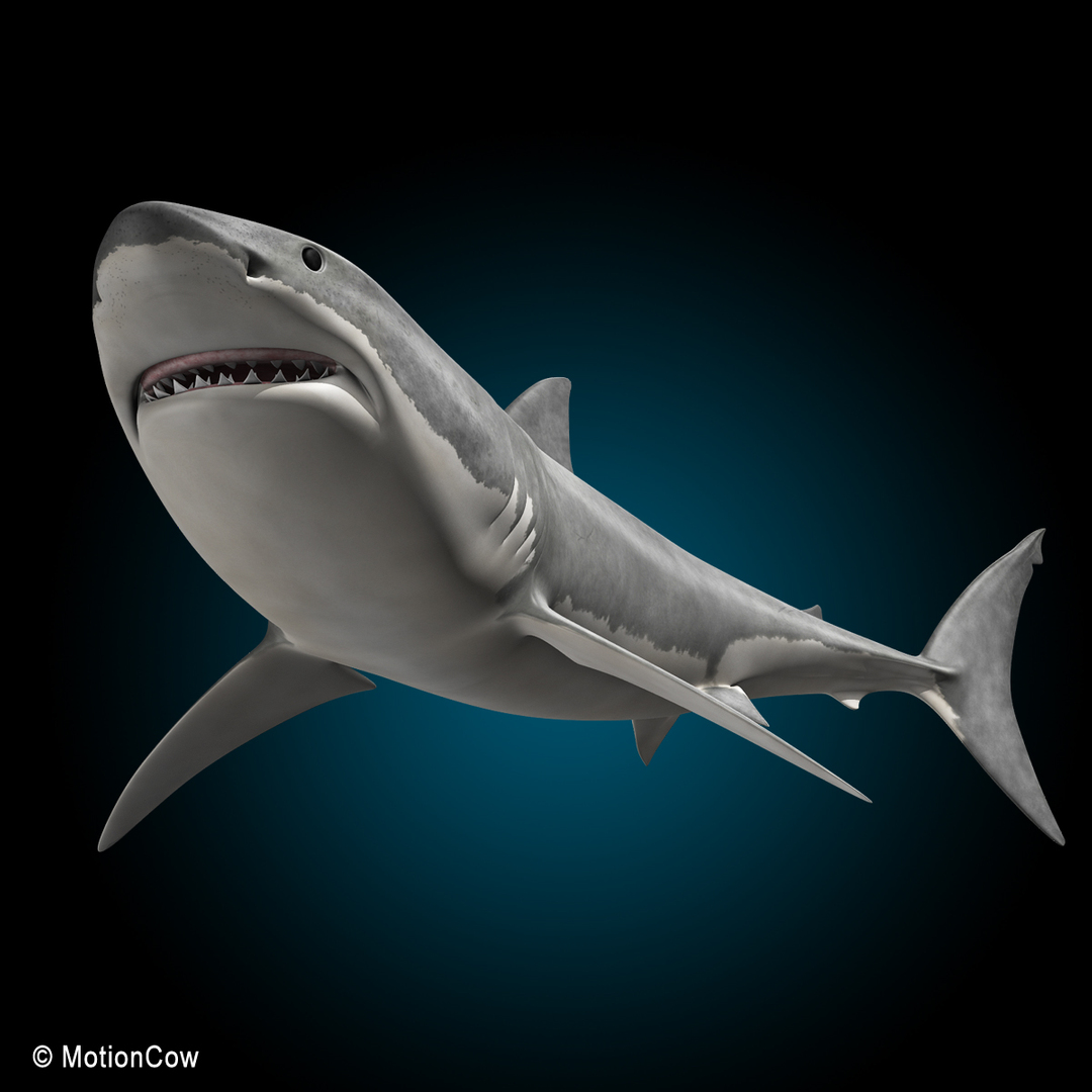3d model great white