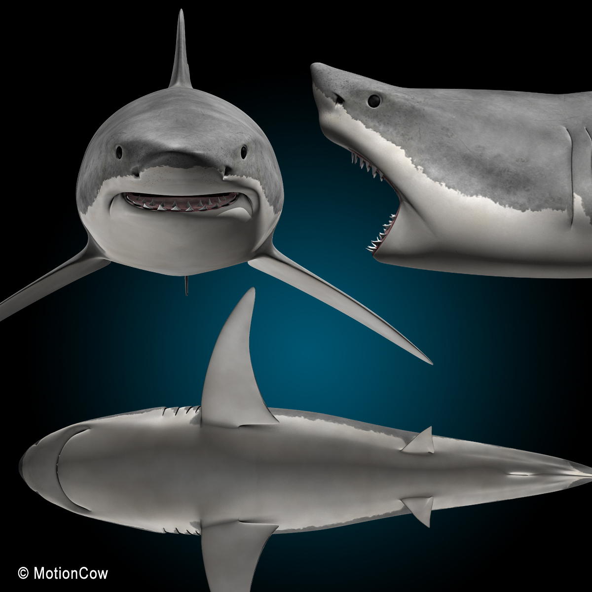 3d model great white