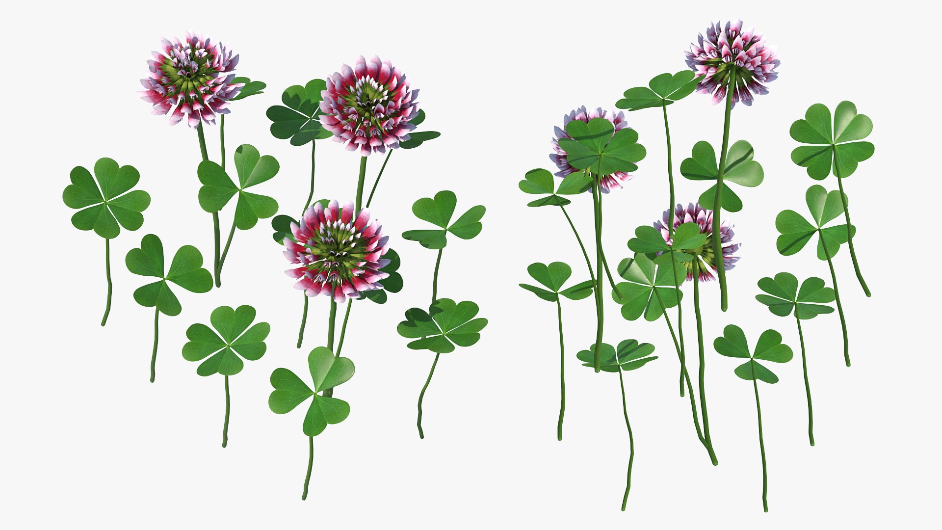 3D blooming red clover field model - TurboSquid 1577134