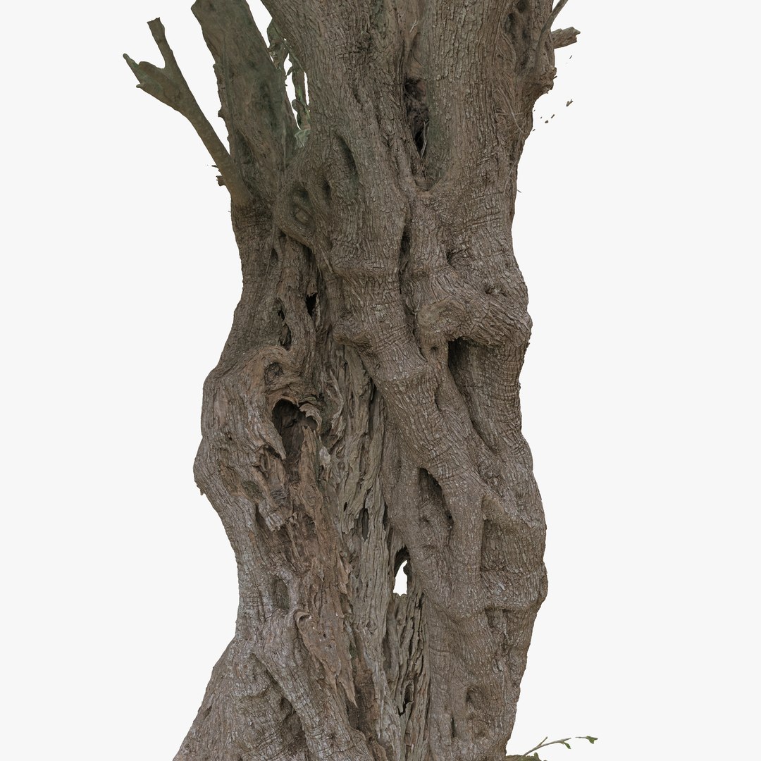 Olive Tree 5 3D Scan 2 X 16k Model - TurboSquid 1789913
