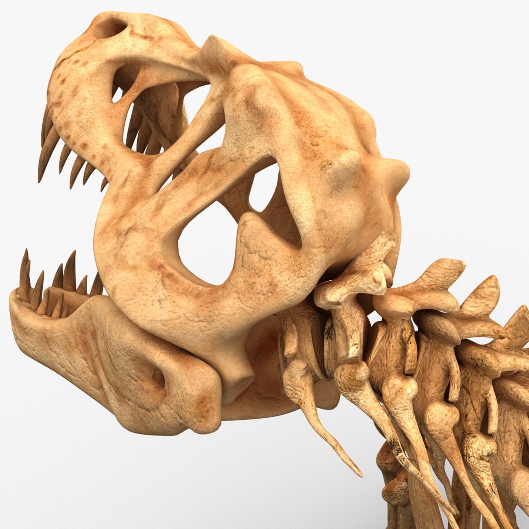 dinosaur t-rex bones skeleton lwo