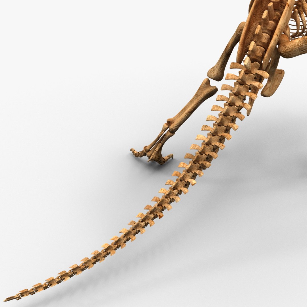 dinosaur t-rex bones skeleton lwo