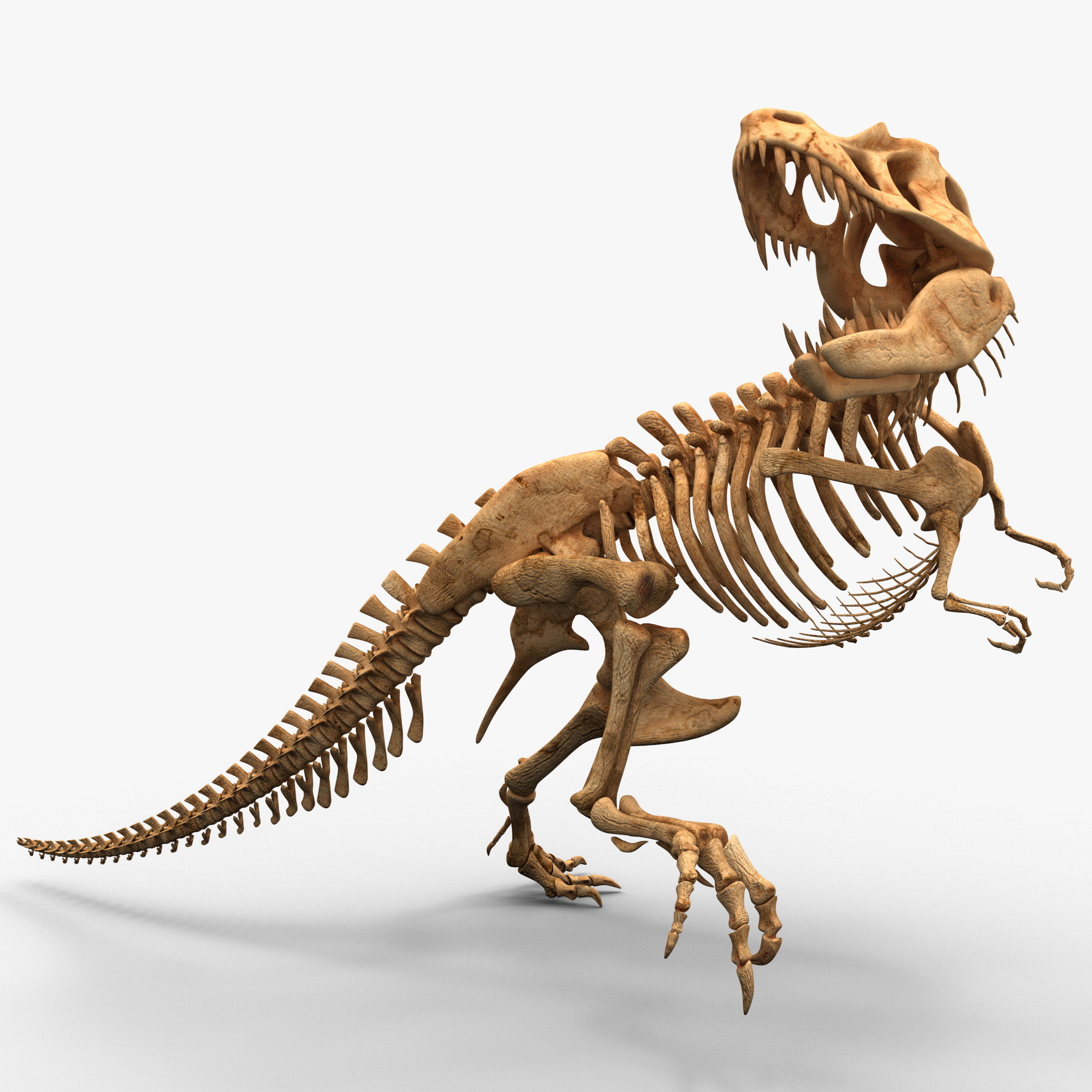 dinosaur t-rex bones skeleton lwo